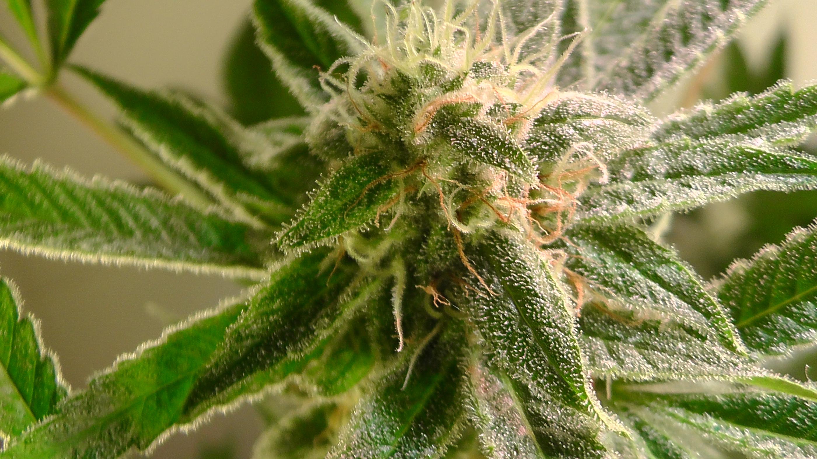 6 Weeks Into Flowering Indoor Medical Marijuana Growing 6-weeks-into-flowering-indoor-medical-marijuana-growing